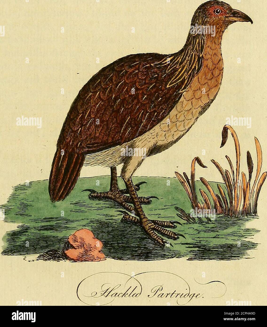 . A general synopsis of birds . wer, and fhorter in proportion, as they ...