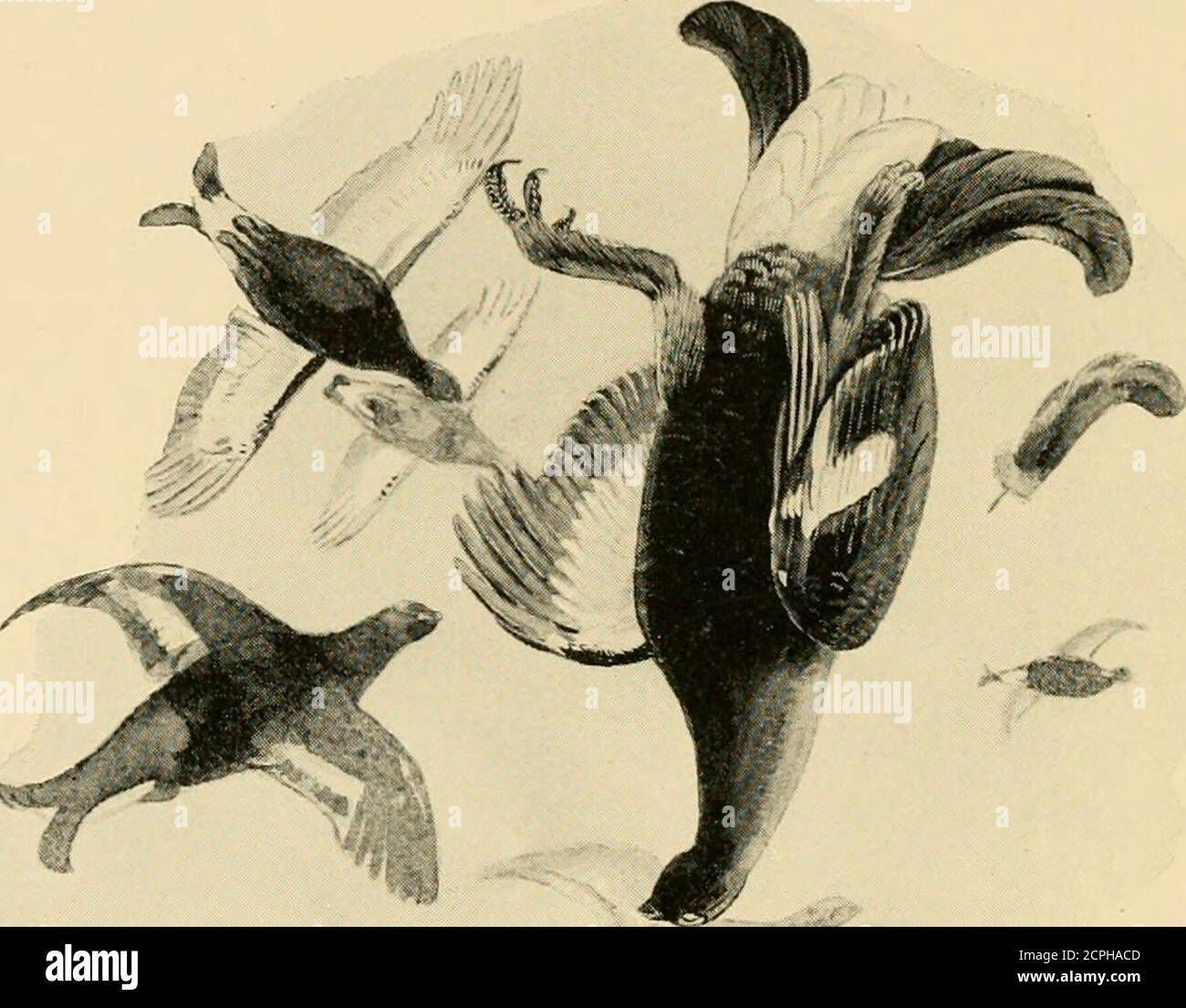 . Game birds and shooting-sketches : illustrating the habits, modes of ...