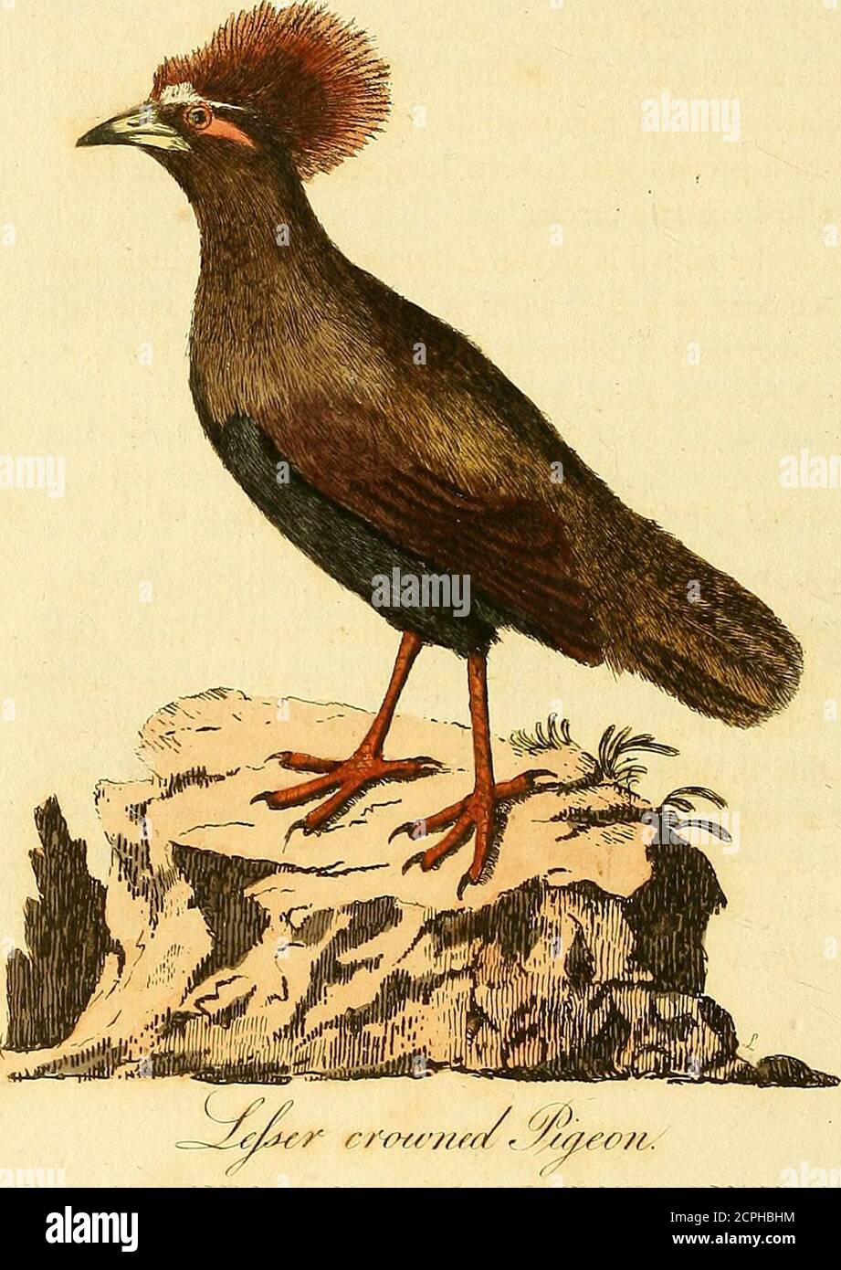 Little conical belly hi-res stock photography and images - Alamy