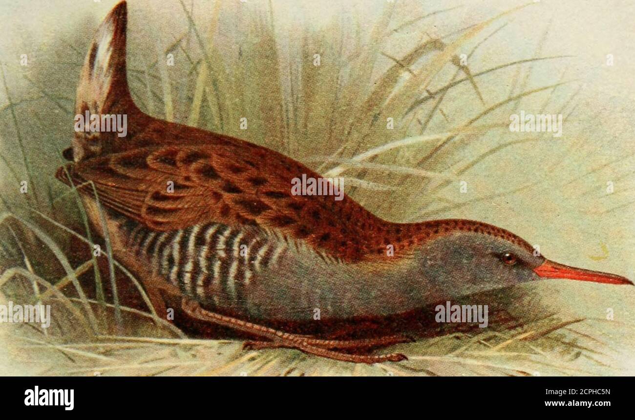 Bookidbirds hi-res stock photography and images - Alamy