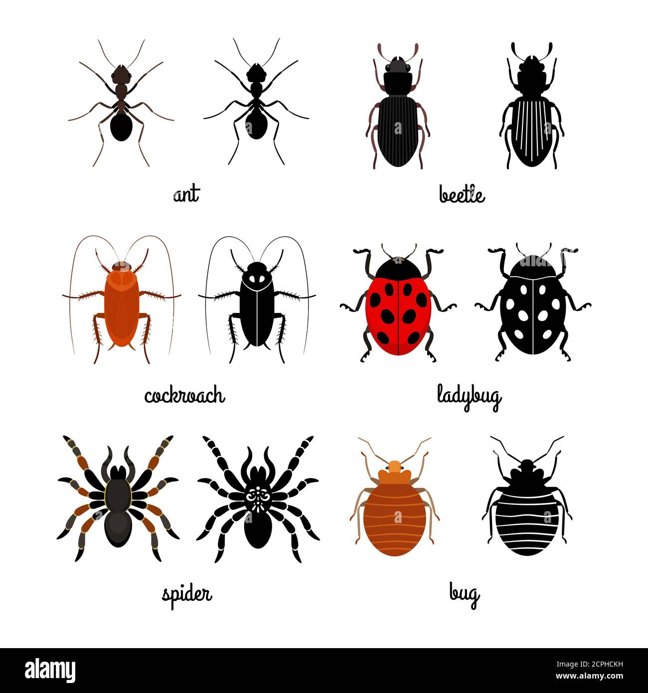 Spider Beetle Larvae