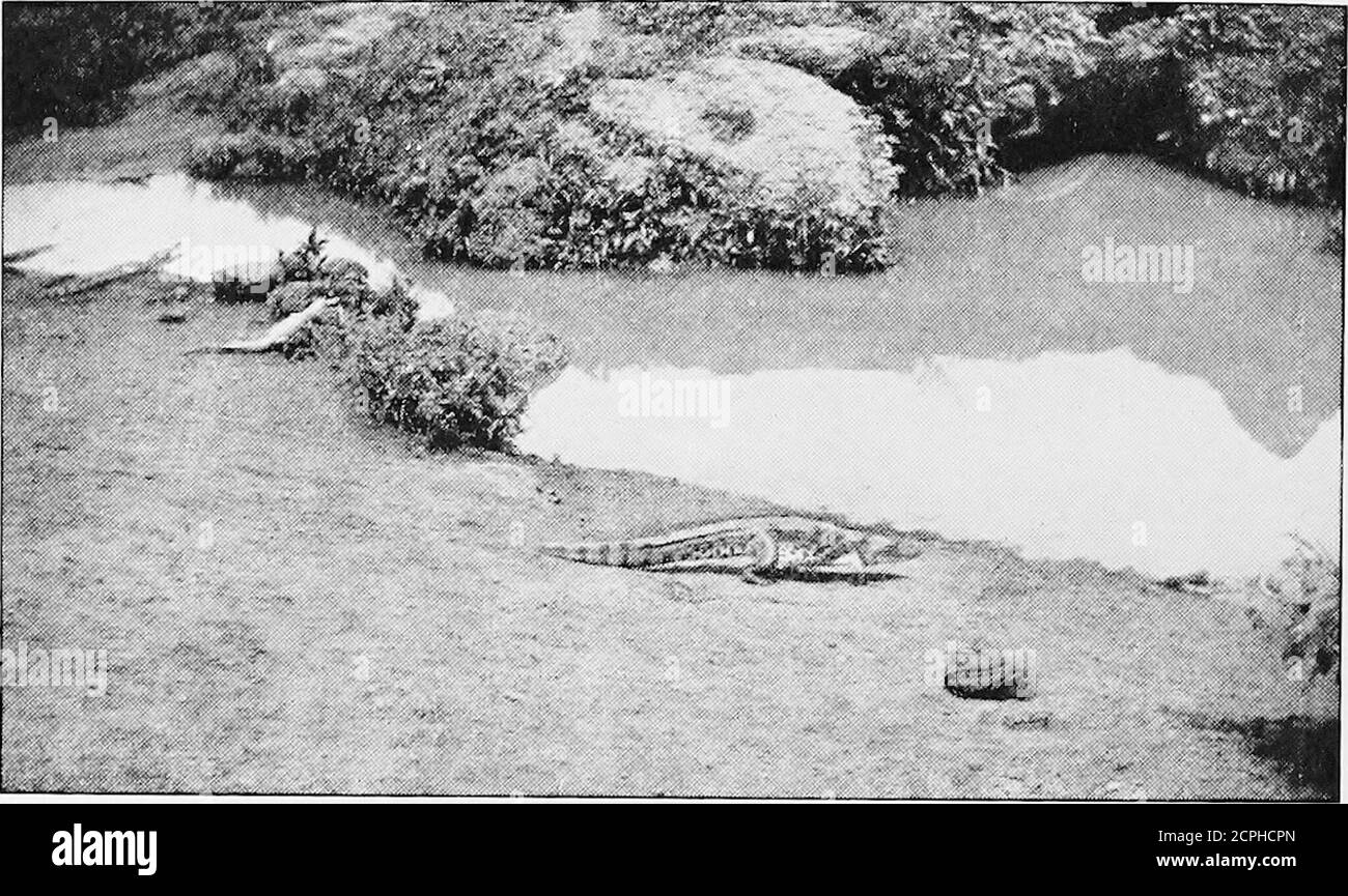 . From the Niger to the Nile . KING OF LAFAN OISSEEI the ground just ...