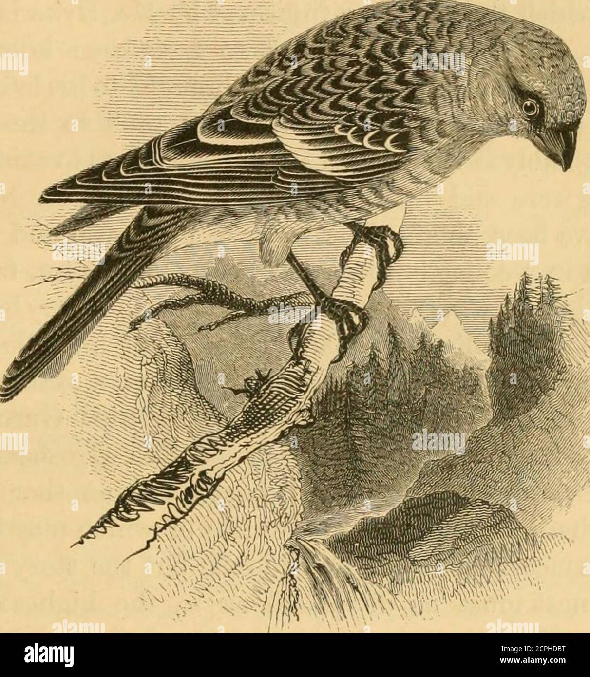 Olive coloured linnet hi-res stock photography and images - Alamy