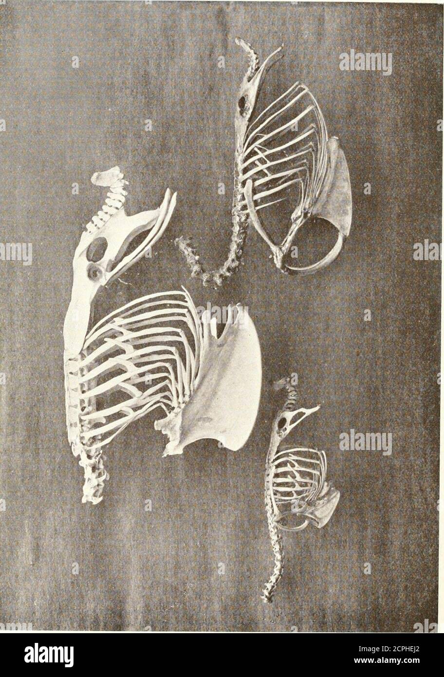 Viscera figure hi-res stock photography and images - Alamy