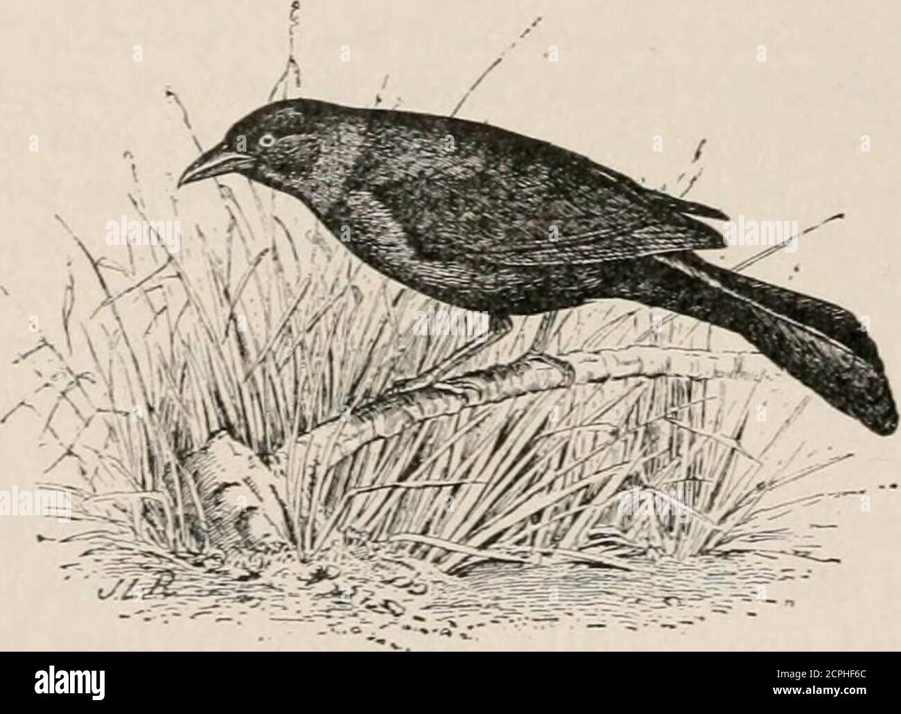 Sus genus hi-res stock photography and images - Alamy