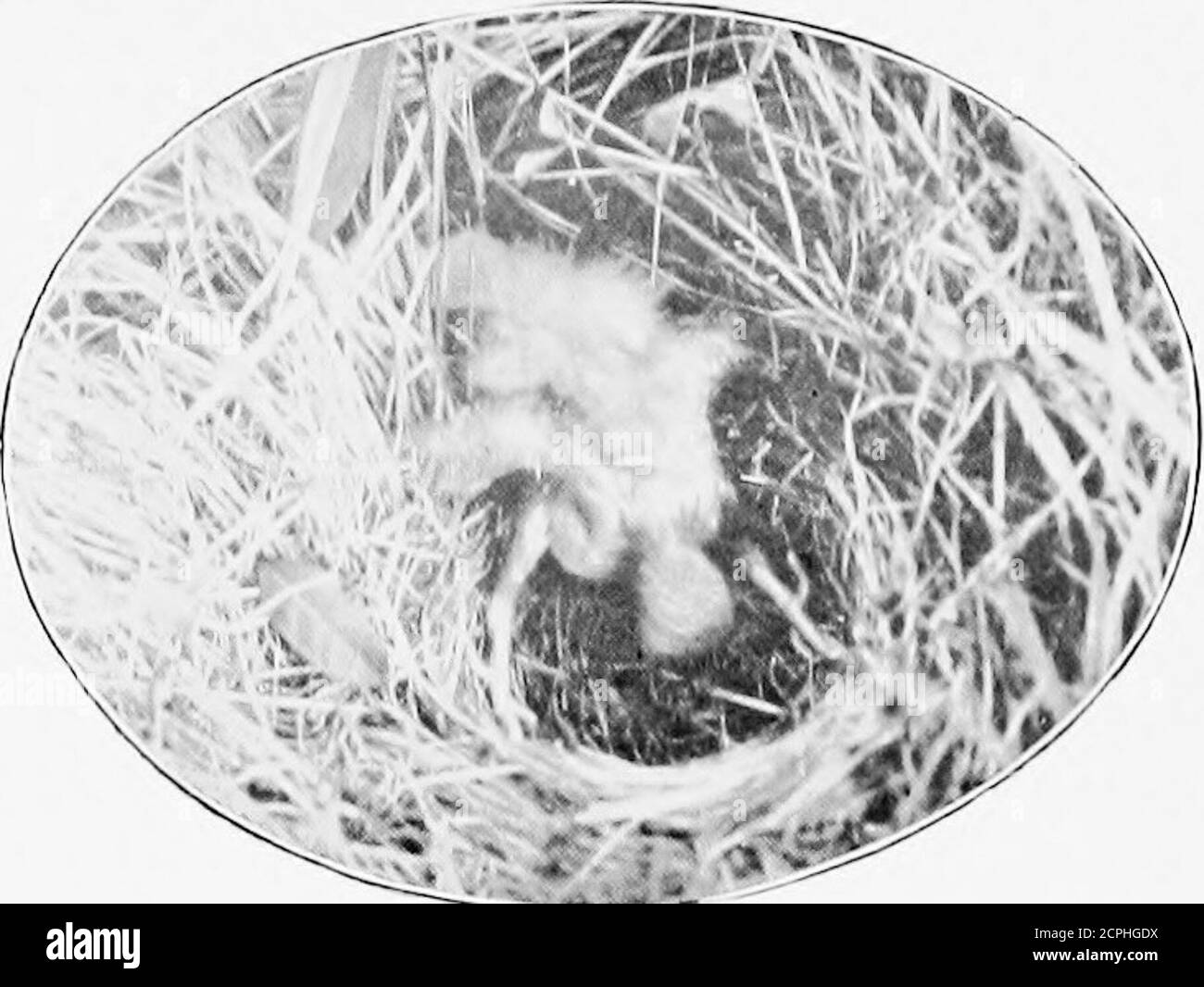 Habit evidence hi-res stock photography and images - Alamy