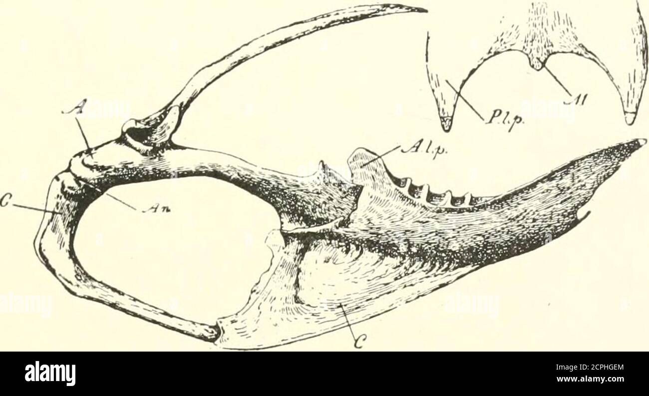 Pectoralmuscles hi-res stock photography and images - Alamy