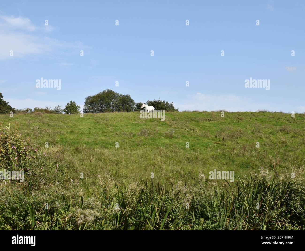 White Horse upon a hill at Daisy Nook Country Park, Manchester Stock ...