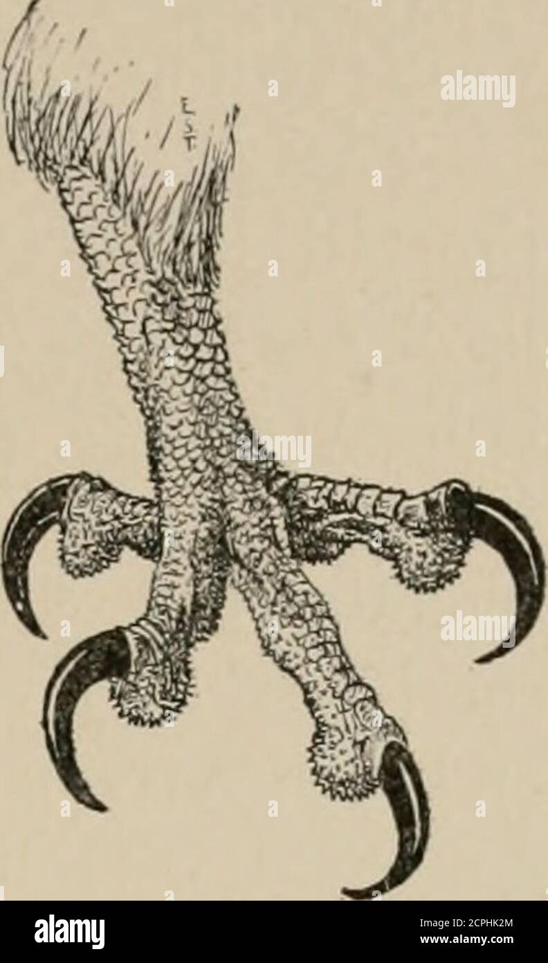 . Bird-life; a guide to the study of our common birds . showinof leojs ...