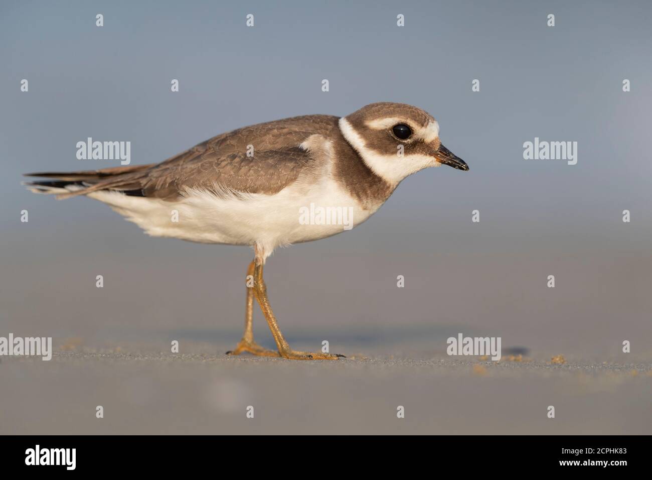 Waders or shorebirds, ringed plover Charadrius hiaticula) on the beach ...