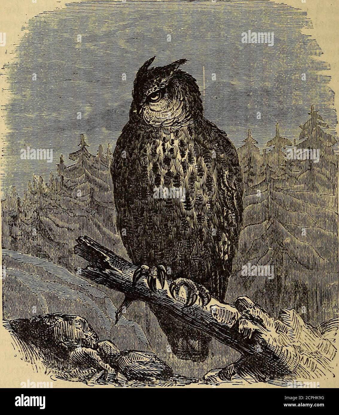 Five owl species hi-res stock photography and images - Alamy