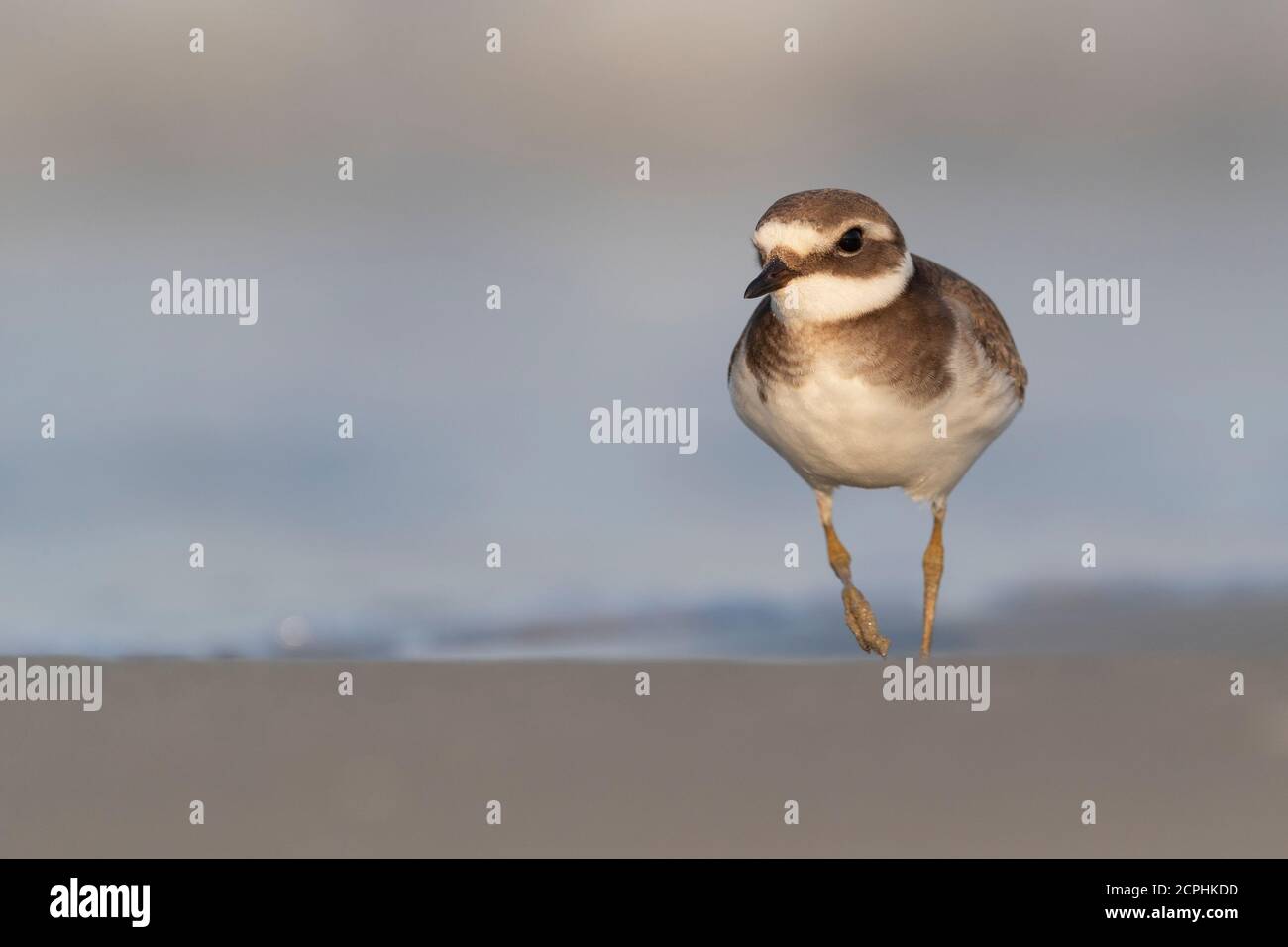 Common shorebirds hi-res stock photography and images - Alamy