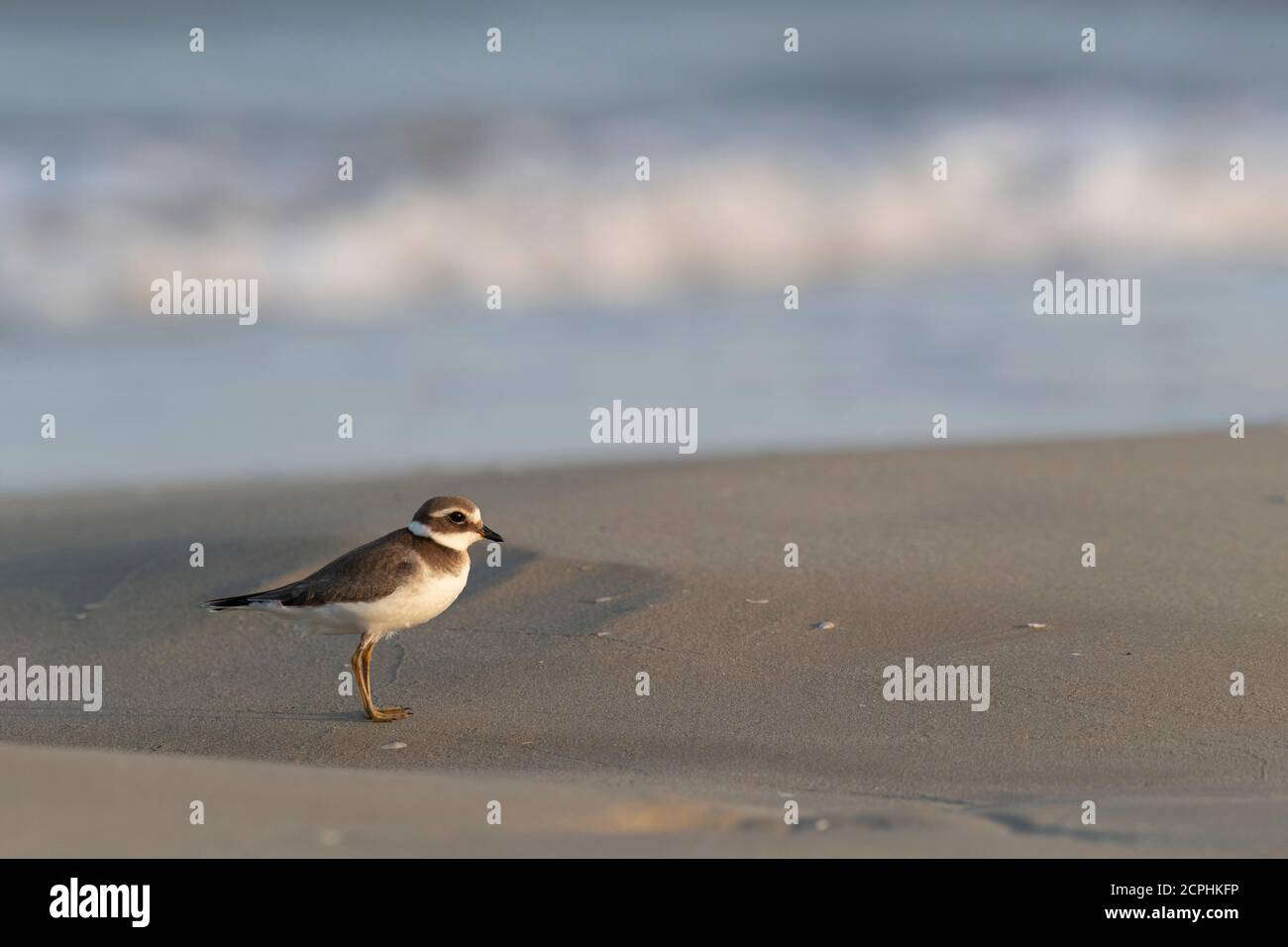 Common shorebirds hi-res stock photography and images - Alamy