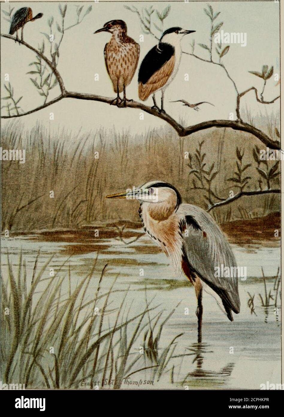 . Bird-life; a guide to the study of our common birds . Fig. 6.—Long ...