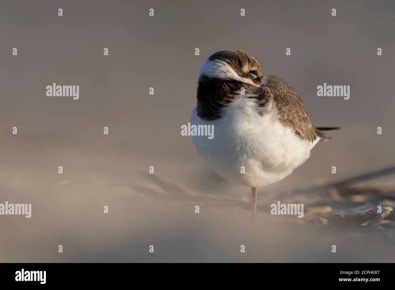 Common shorebirds hi-res stock photography and images - Alamy