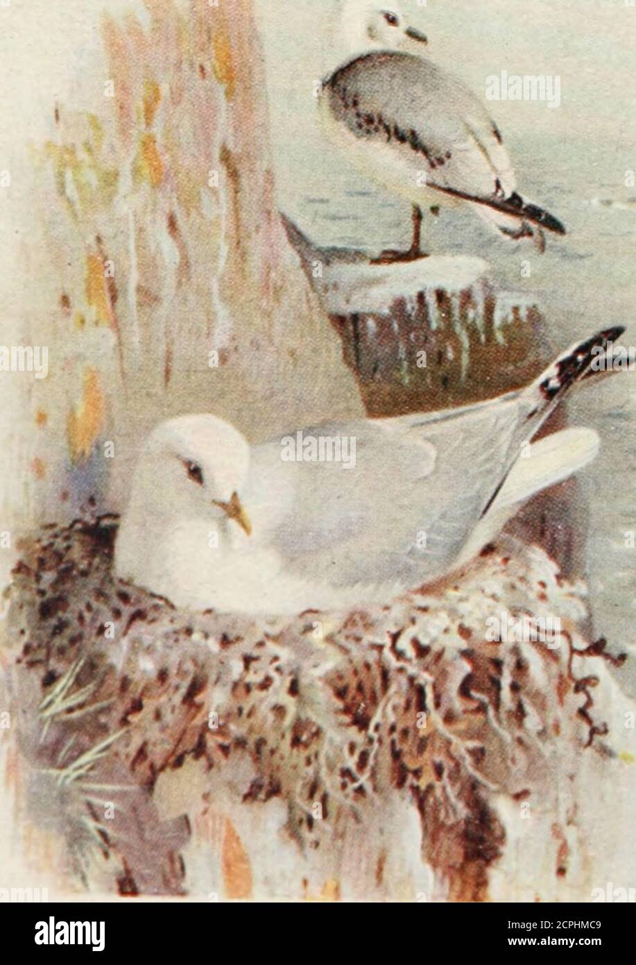 . The birds of the British Isles and their eggs . 2 Fl. 8y. Common Gull ...