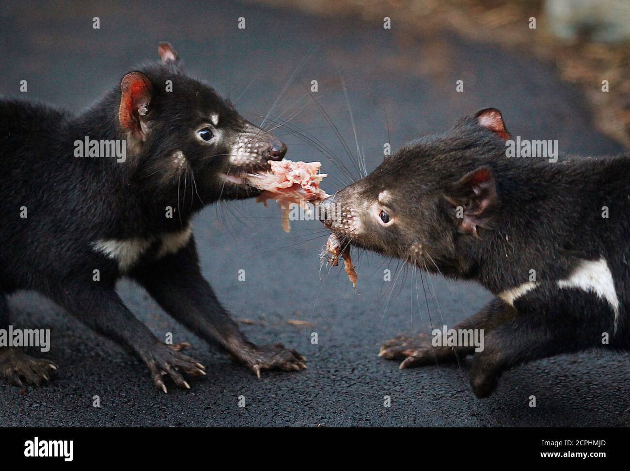 Tasmanian Devil Cute High Resolution Stock Photography and Images - Alamy
