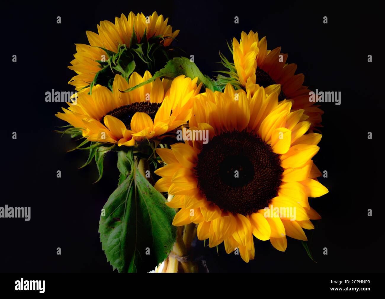 Four Sunflowers on a dark background Stock Photo - Alamy