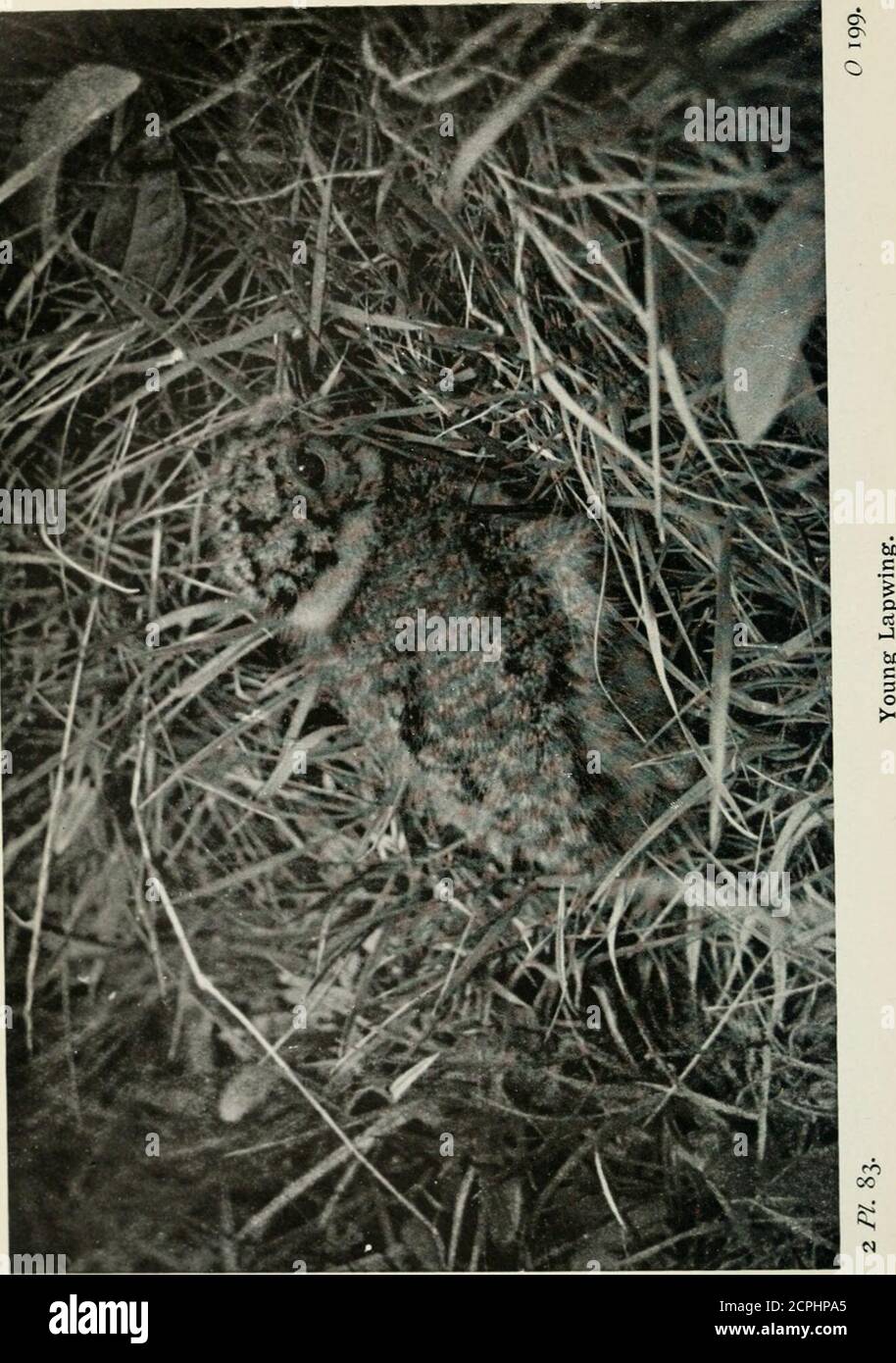 . The birds of the British Isles and their eggs . -^^^ ^-m- 2 P/. 82 ...