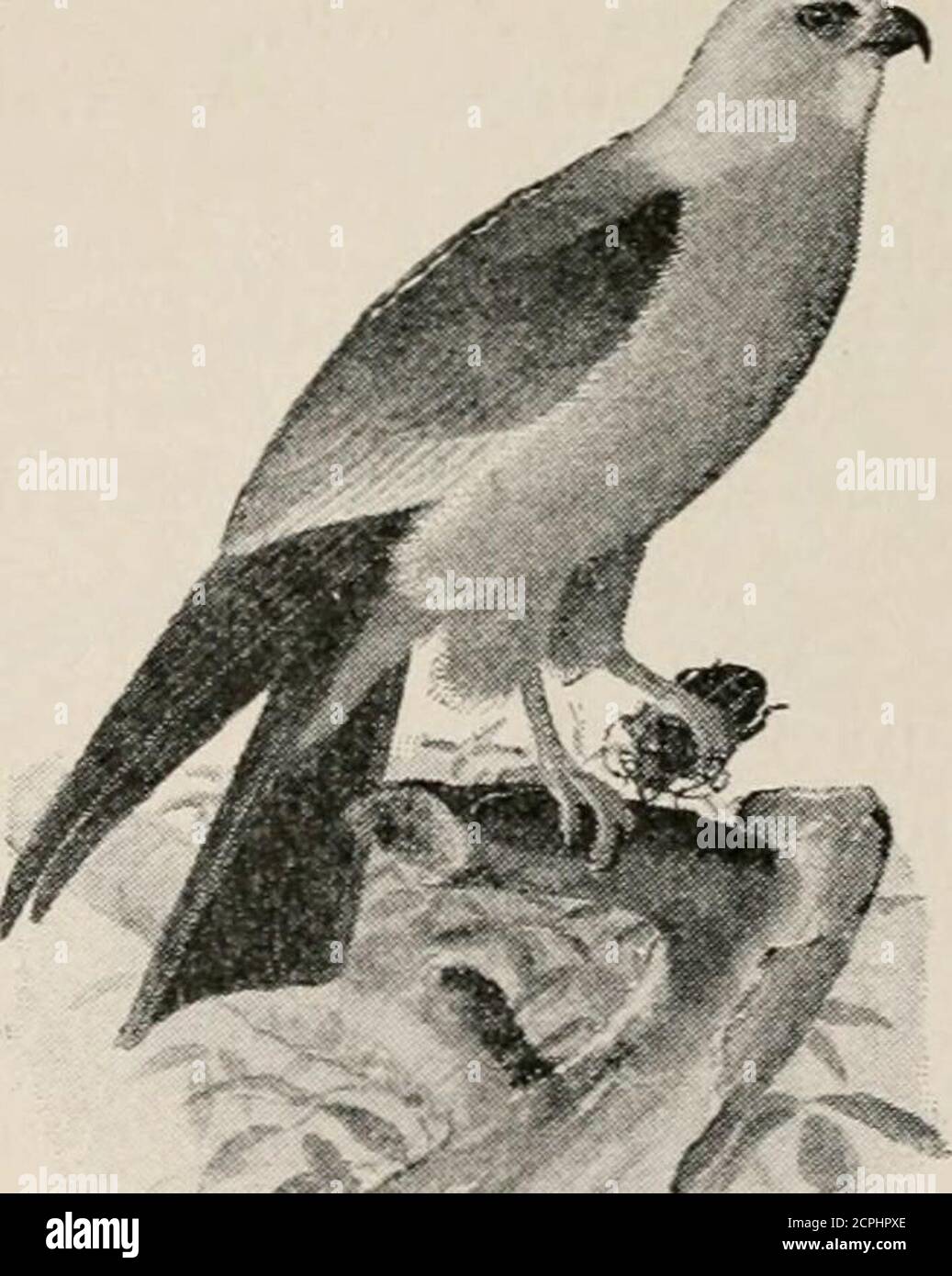 Black wing quills hi-res stock photography and images - Alamy