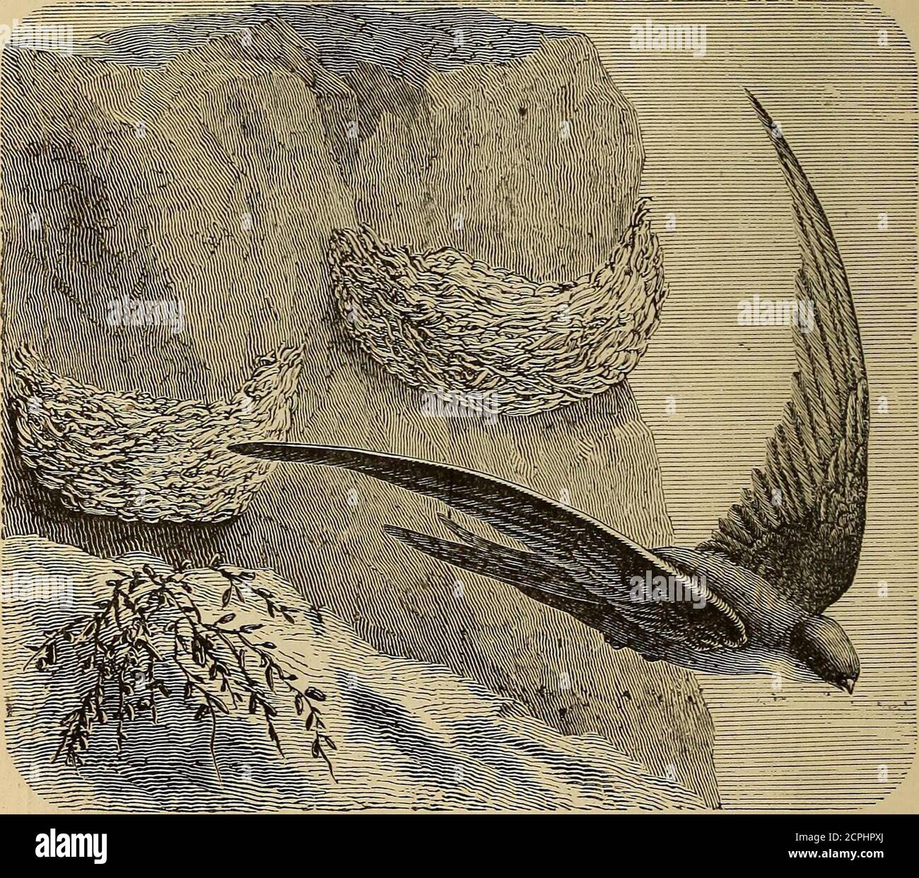 . Reptiles and birds. A popular account of the various orders; with a ...