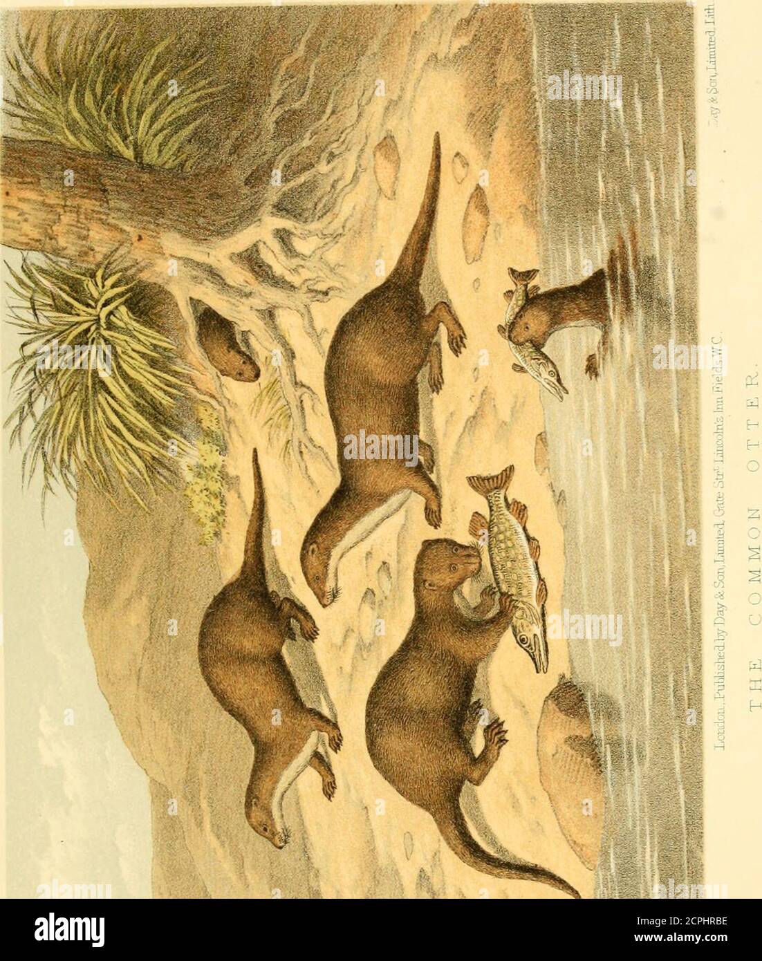 Otter traps hi-res stock photography and images - Alamy