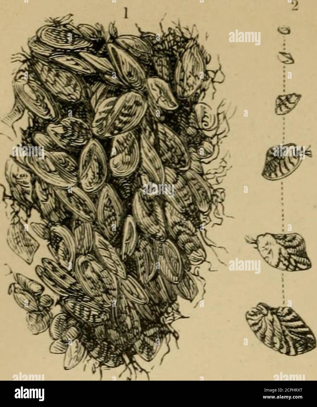 Mollusca drawings hi-res stock photography and images - Alamy