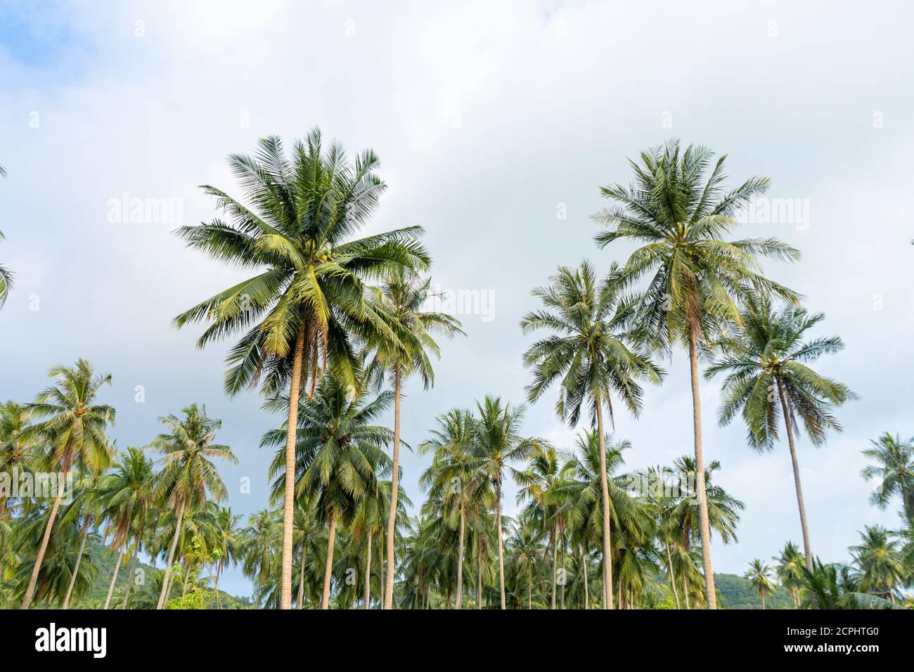 palm grove. Palm trees in the tropical jungle. Symbol of the tropics ...
