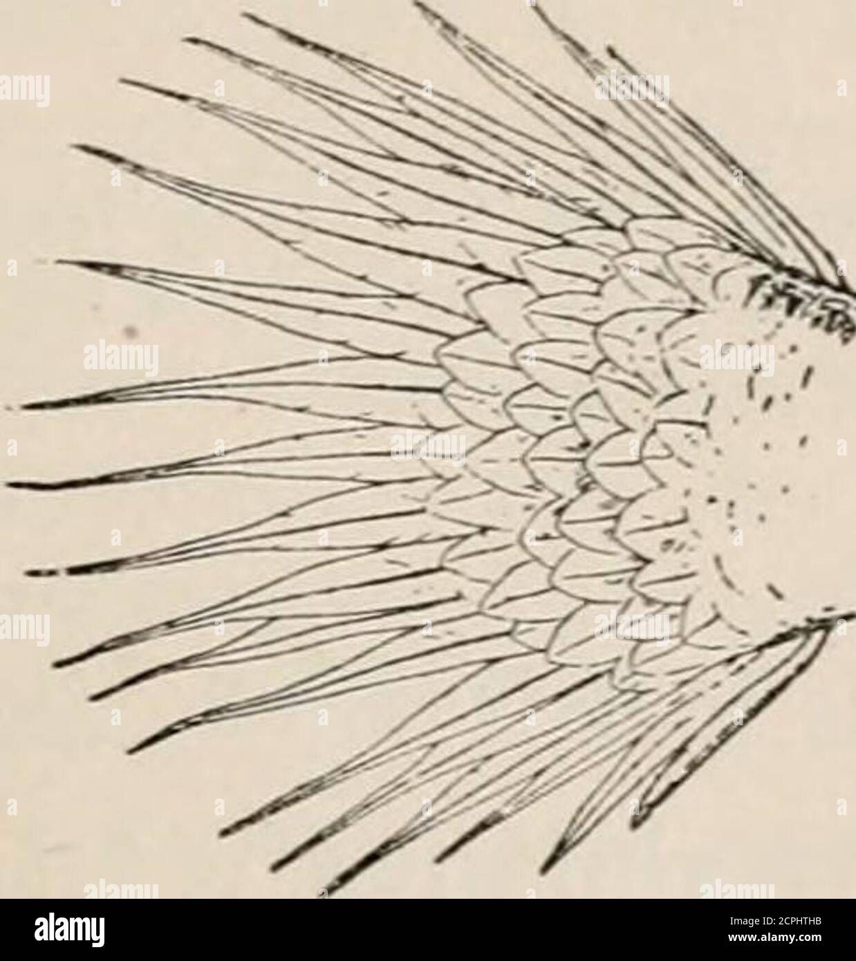 . Handbook of birds of the western United States, including the great ...