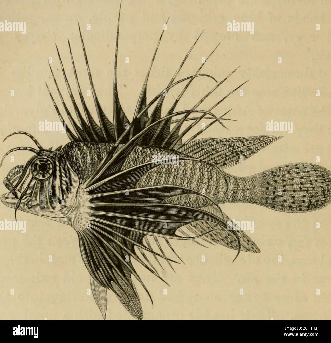 Birds of cape verde islands hi-res stock photography and images - Alamy