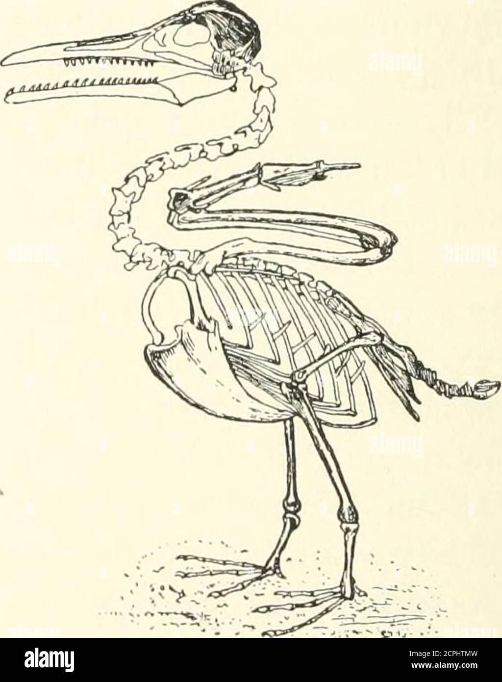 . A history of birds . III. II.—The Skeletons of Two Extinct Fossil ...