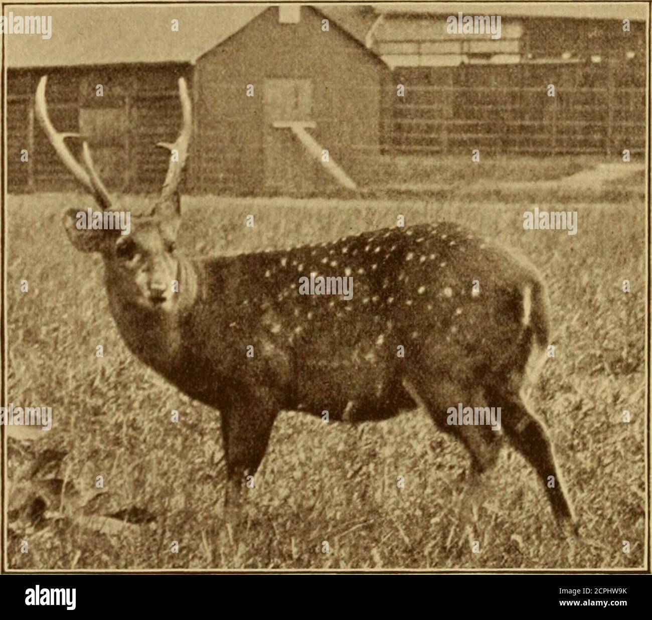 Tibetan tufted deer hi-res stock photography and images - Alamy