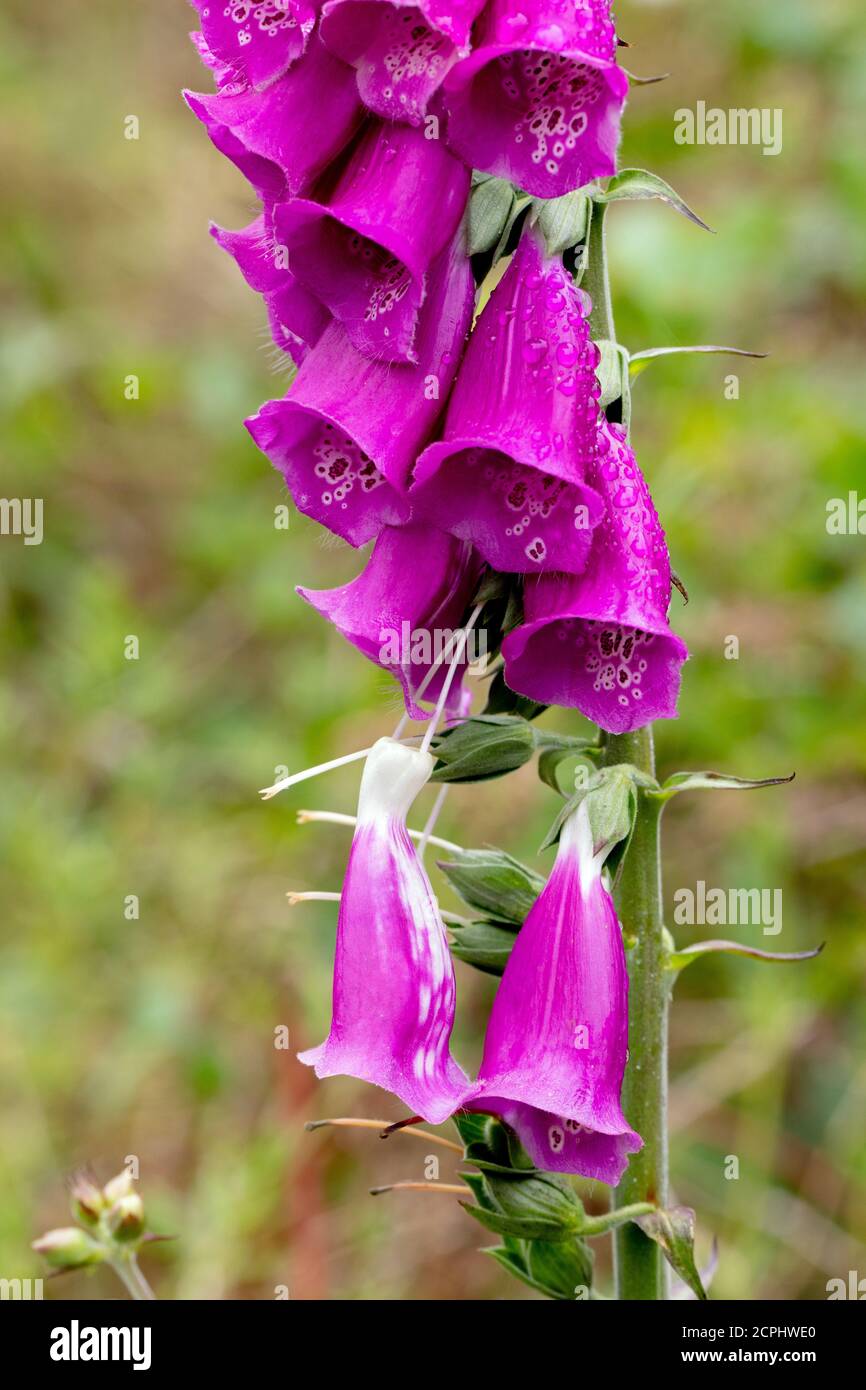 Foxglove (Digitalis purpurea). Single, upright, stem, close up, head of ...