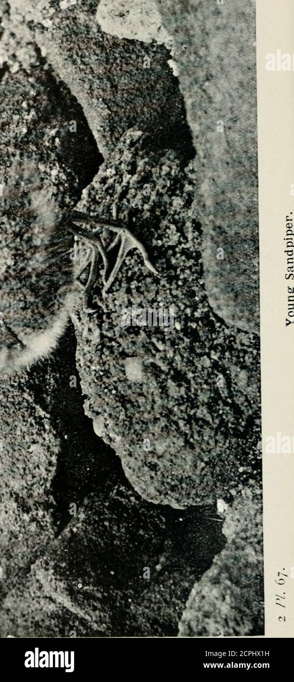 Common snipe eggs hi-res stock photography and images - Alamy