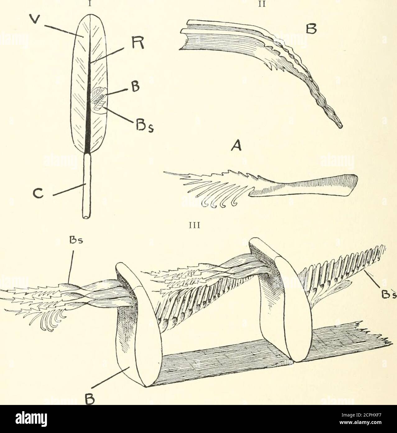 Body covering of feathers hi-res stock photography and images - Alamy