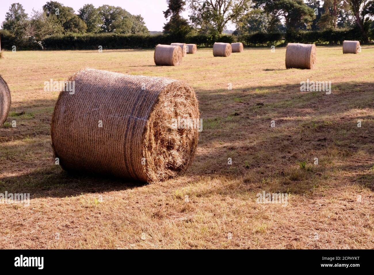 Large Bales of hay, Grass cut for winter cattle food, Cattle Forage ...