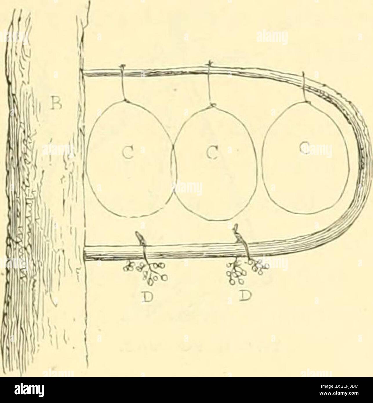 Tree branch line diagram hi-res stock photography and images - Alamy