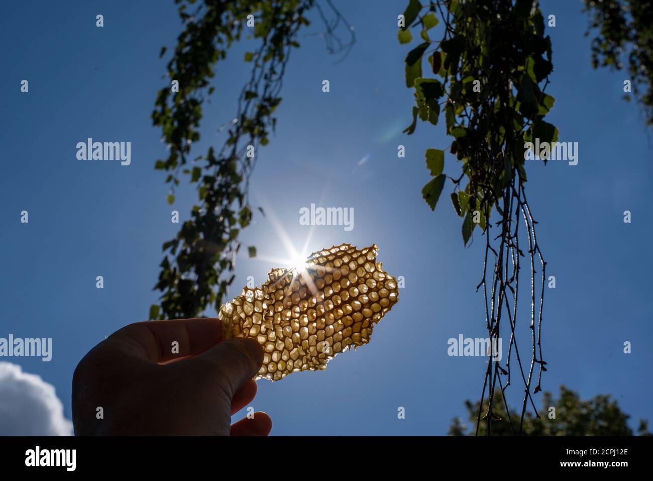 Honeycomb appearance hi-res stock photography and images - Alamy