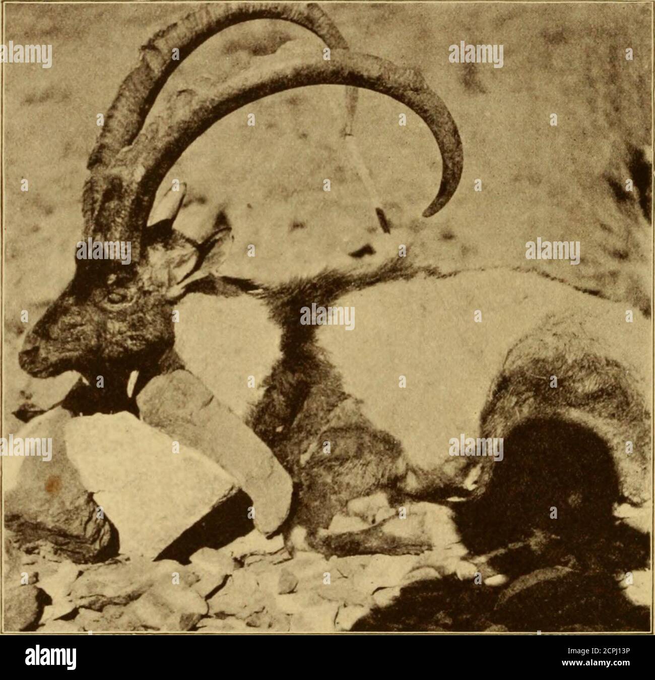 Astor markhor hi-res stock photography and images - Alamy