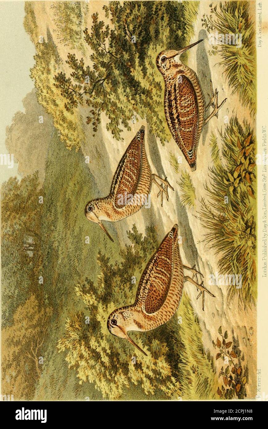 Slipped Wing High Resolution Stock Photography and Images - Alamy