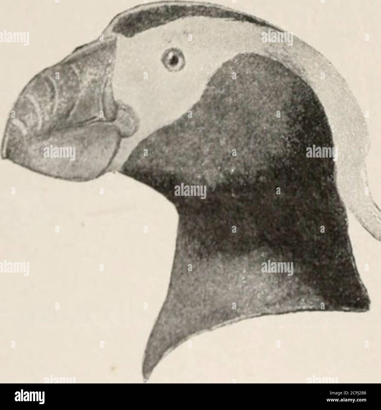 . Handbook of birds of the western United States, including the great ...