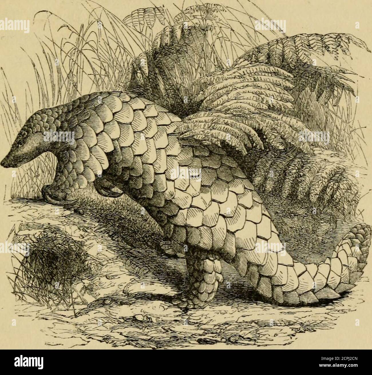 . Sketches of the natural history of Ceylon : with narratives and ...