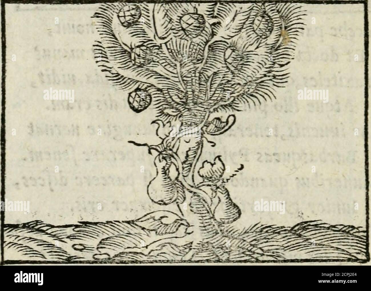 Idit hi-res stock photography and images - Alamy