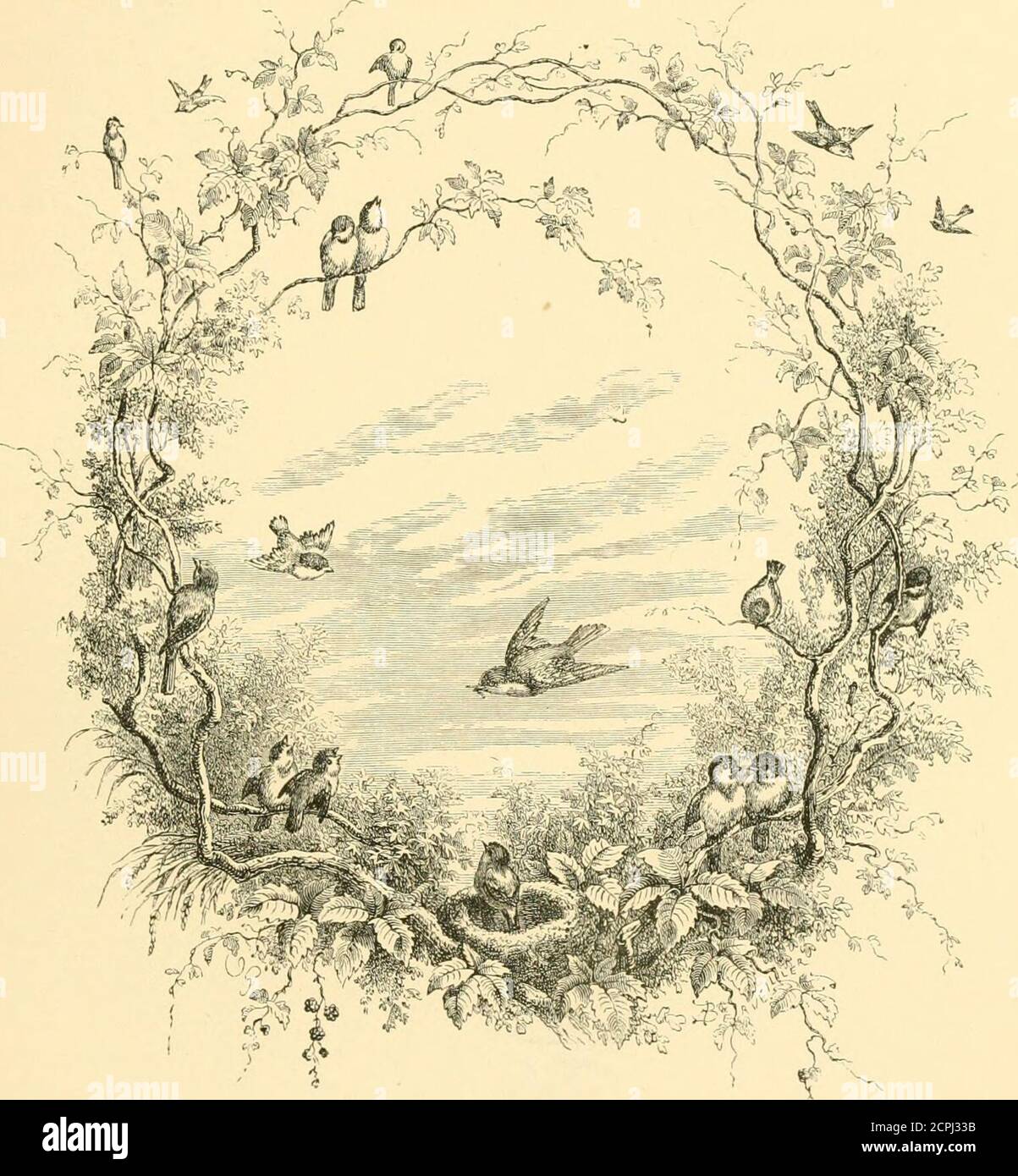 . The bird . f mft ^ct[oui Stock Photo - Alamy