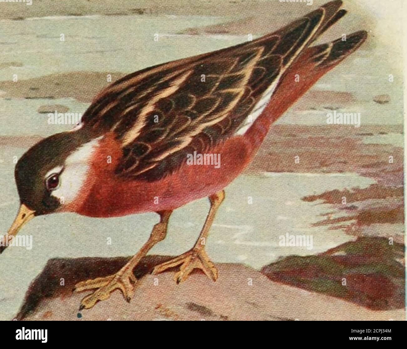 . The birds of the British Isles and their eggs . towards the slate ...