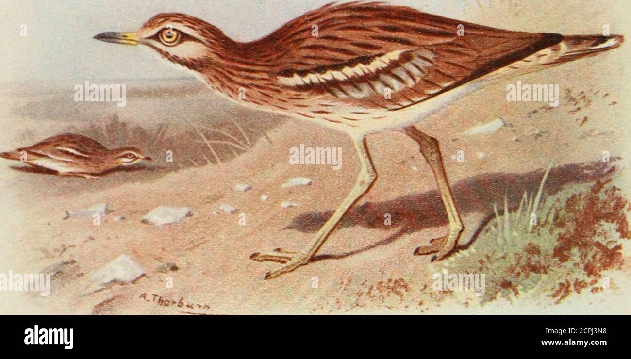 . The birds of the British Isles and their eggs . 2 PL 44- Bittern ...