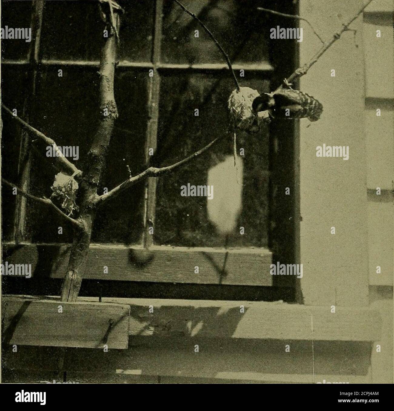 Hibernating insects in twigs hi-res stock photography and images - Alamy