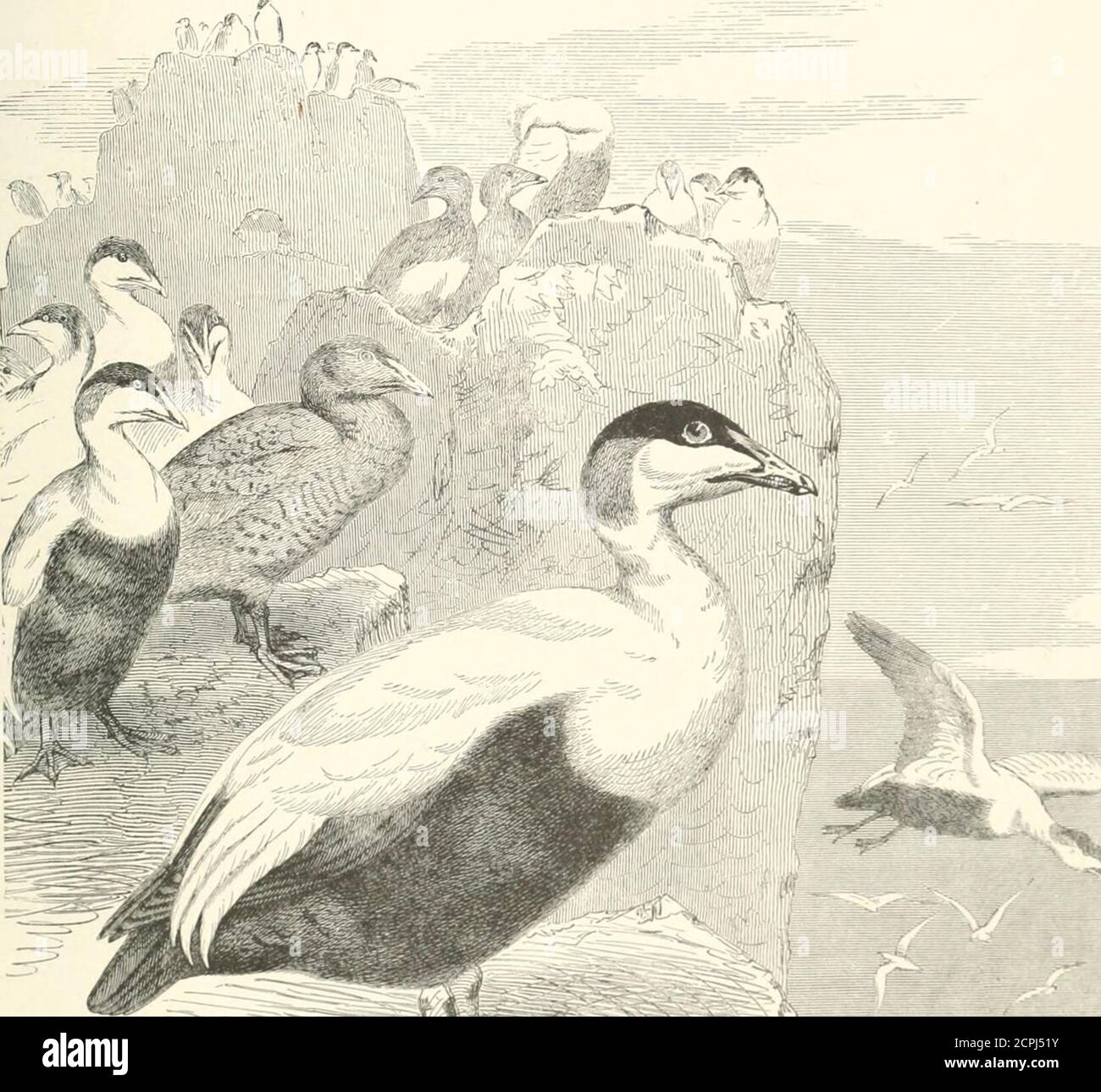 American eiders hi-res stock photography and images - Alamy