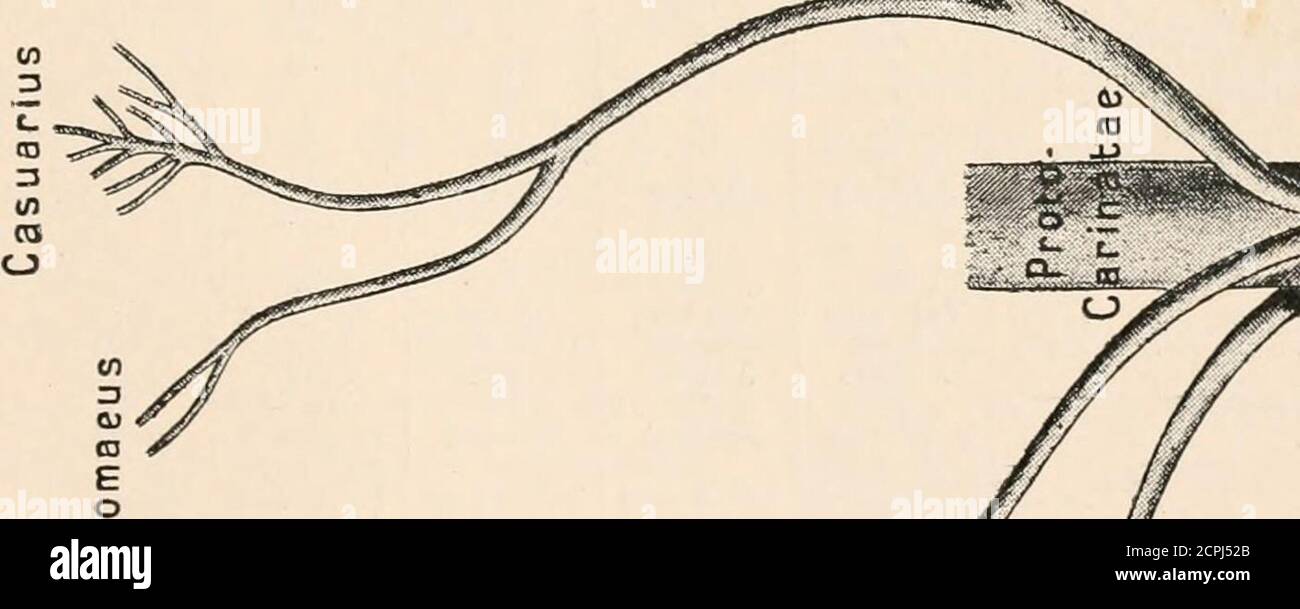 . The structure and classification of birds . o c. CMUS L.jjen (D cu ...