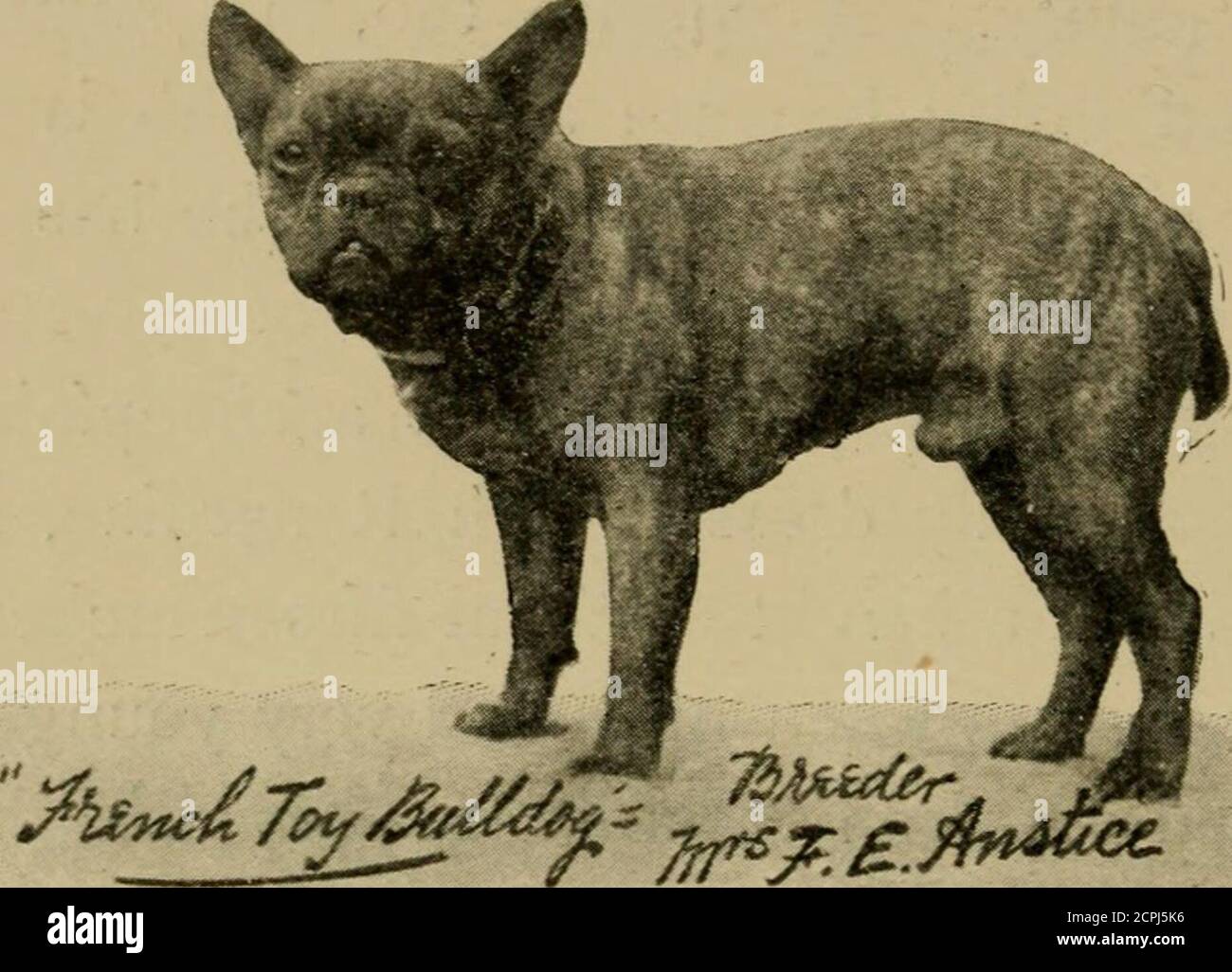 Renardine hi-res stock photography and images - Alamy